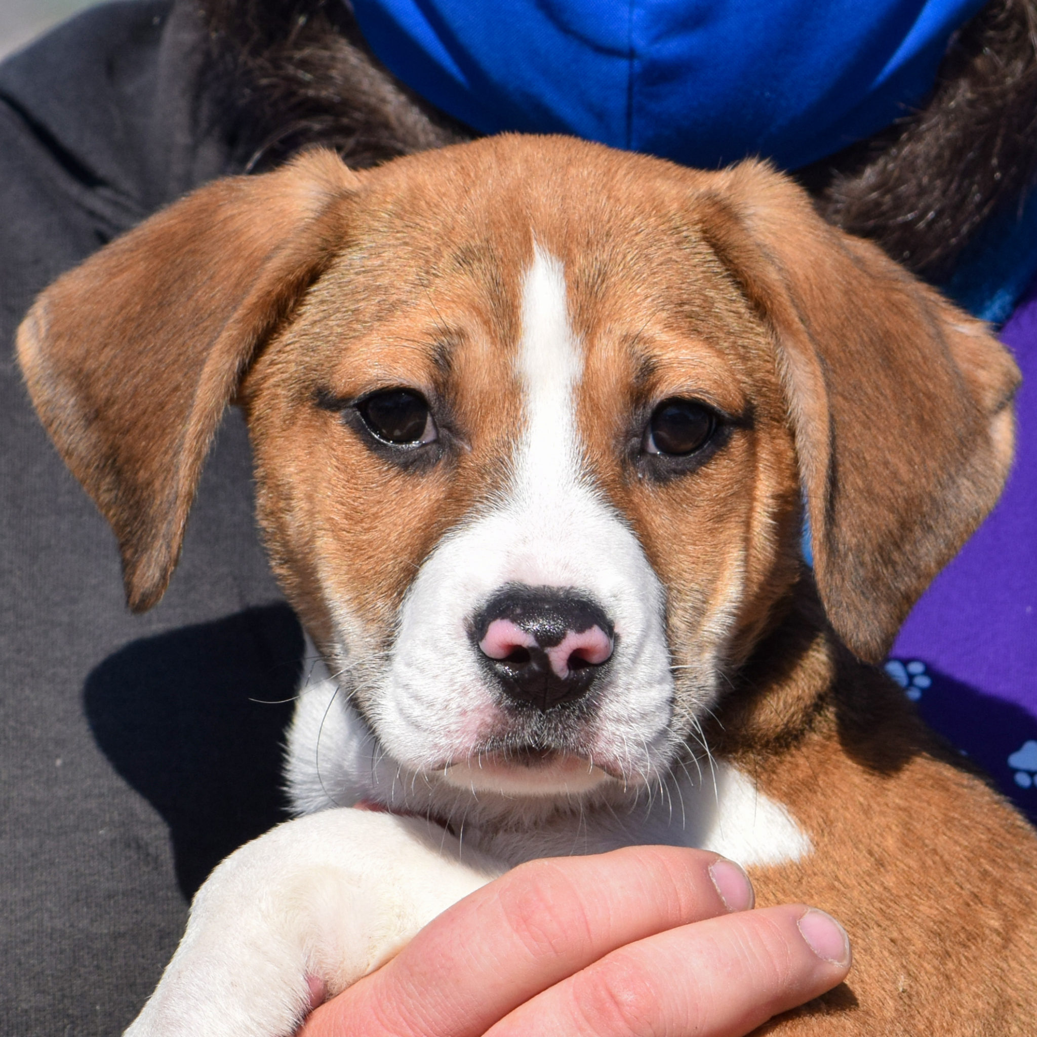 Chop - Animal House Shelter