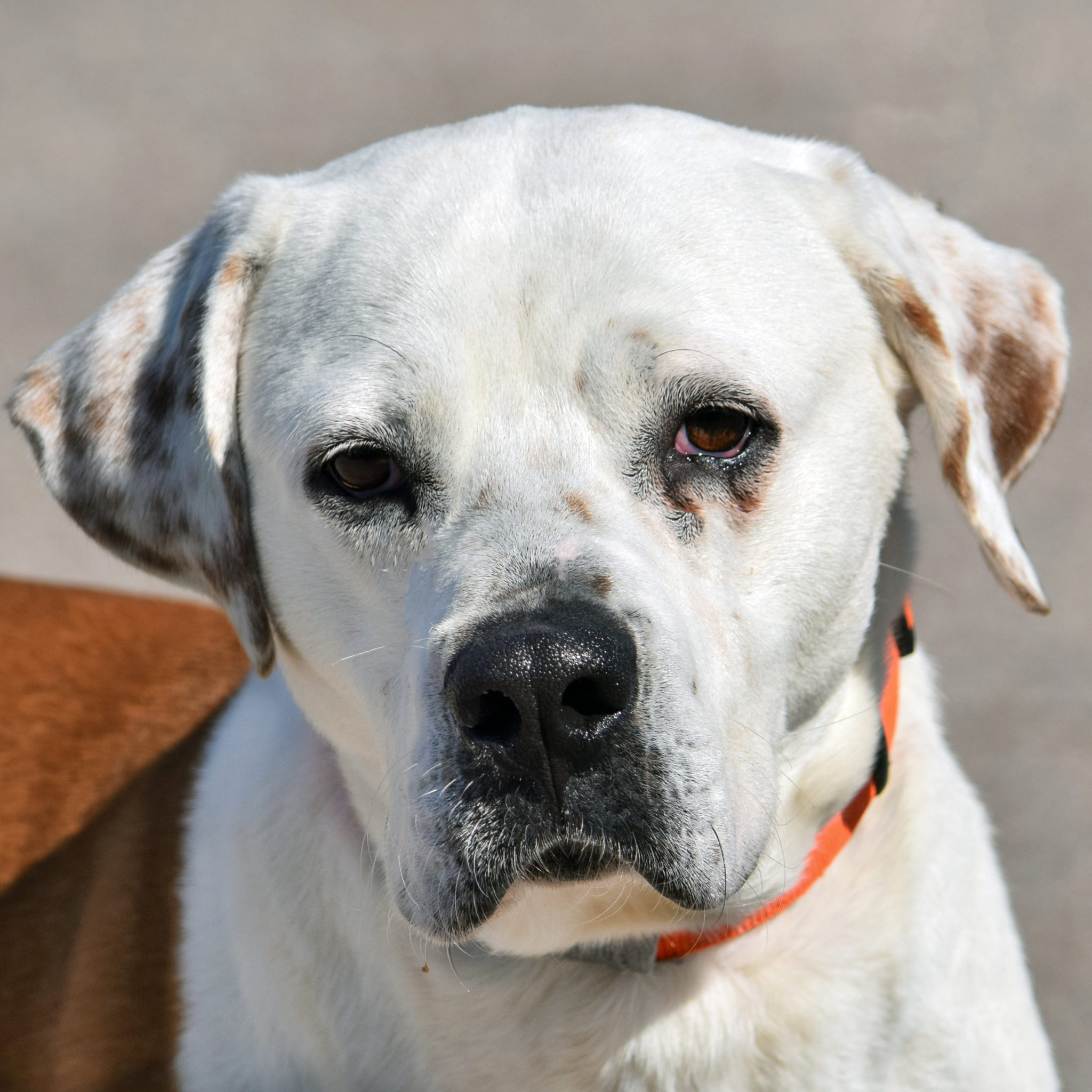 Dodger - Animal House Shelter