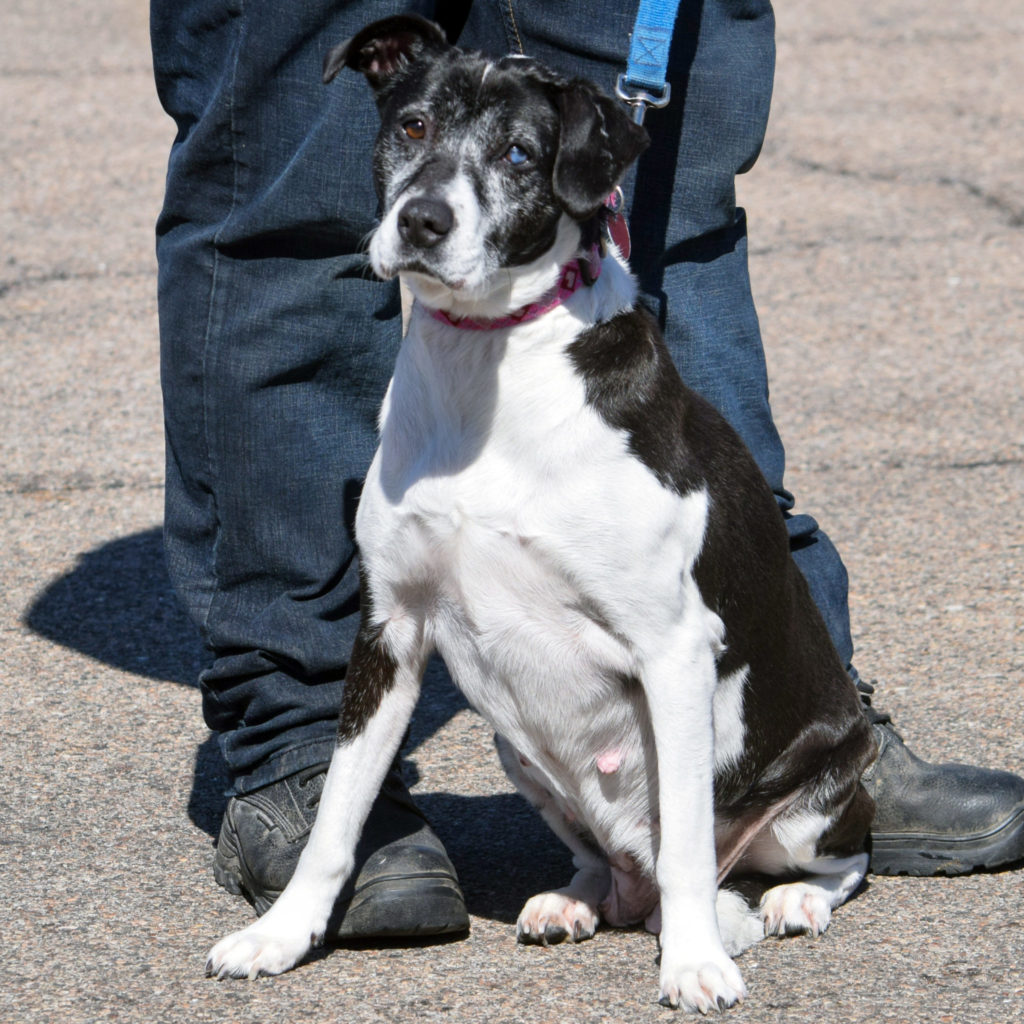 Gigi - Animal House Shelter