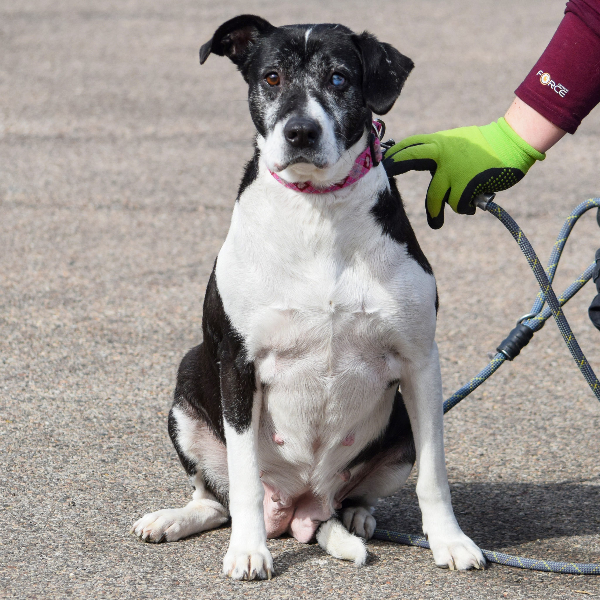 Gigi - Animal House Shelter