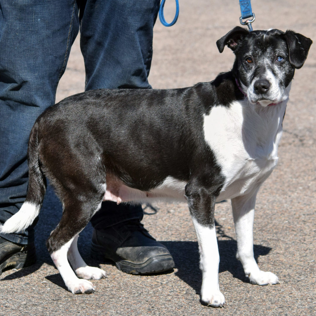 Gigi - Animal House Shelter