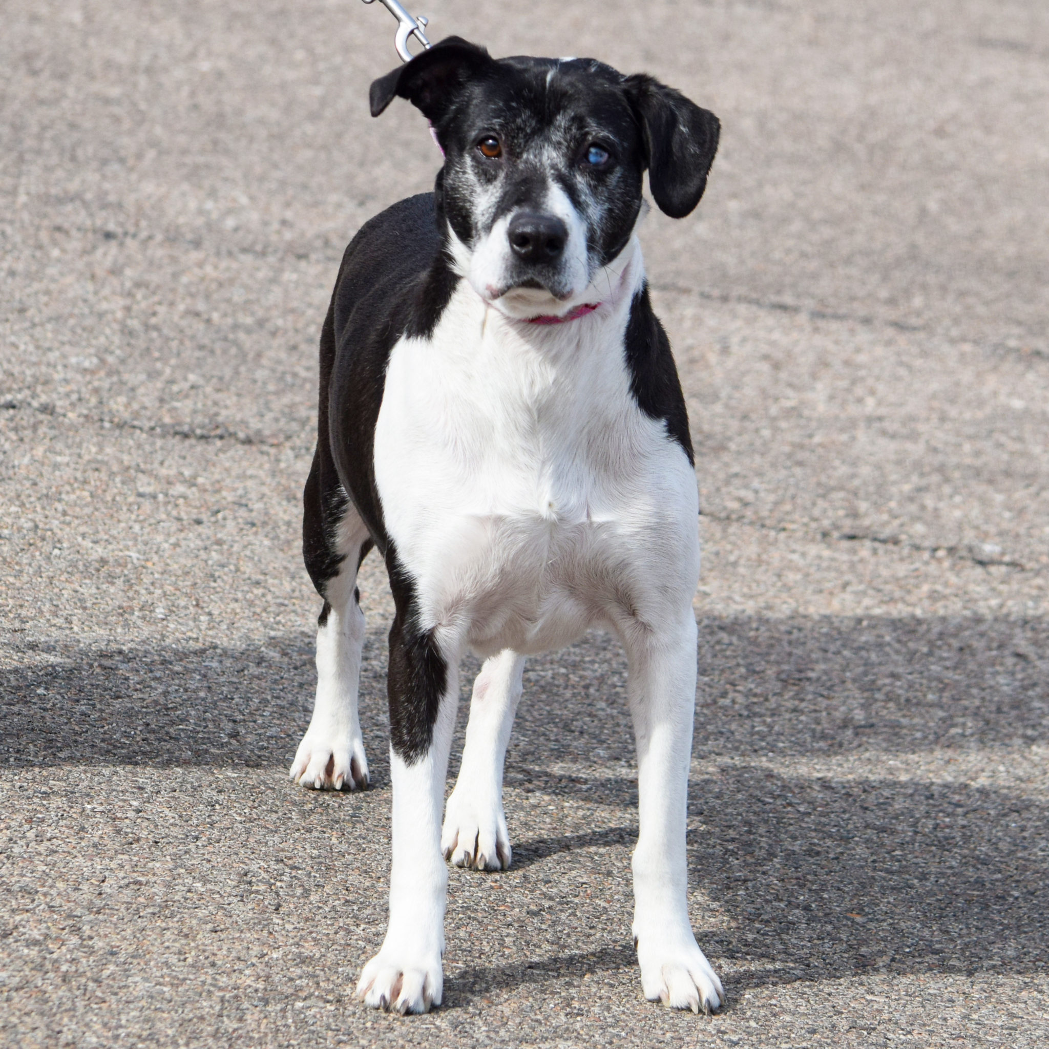 Gigi - Animal House Shelter