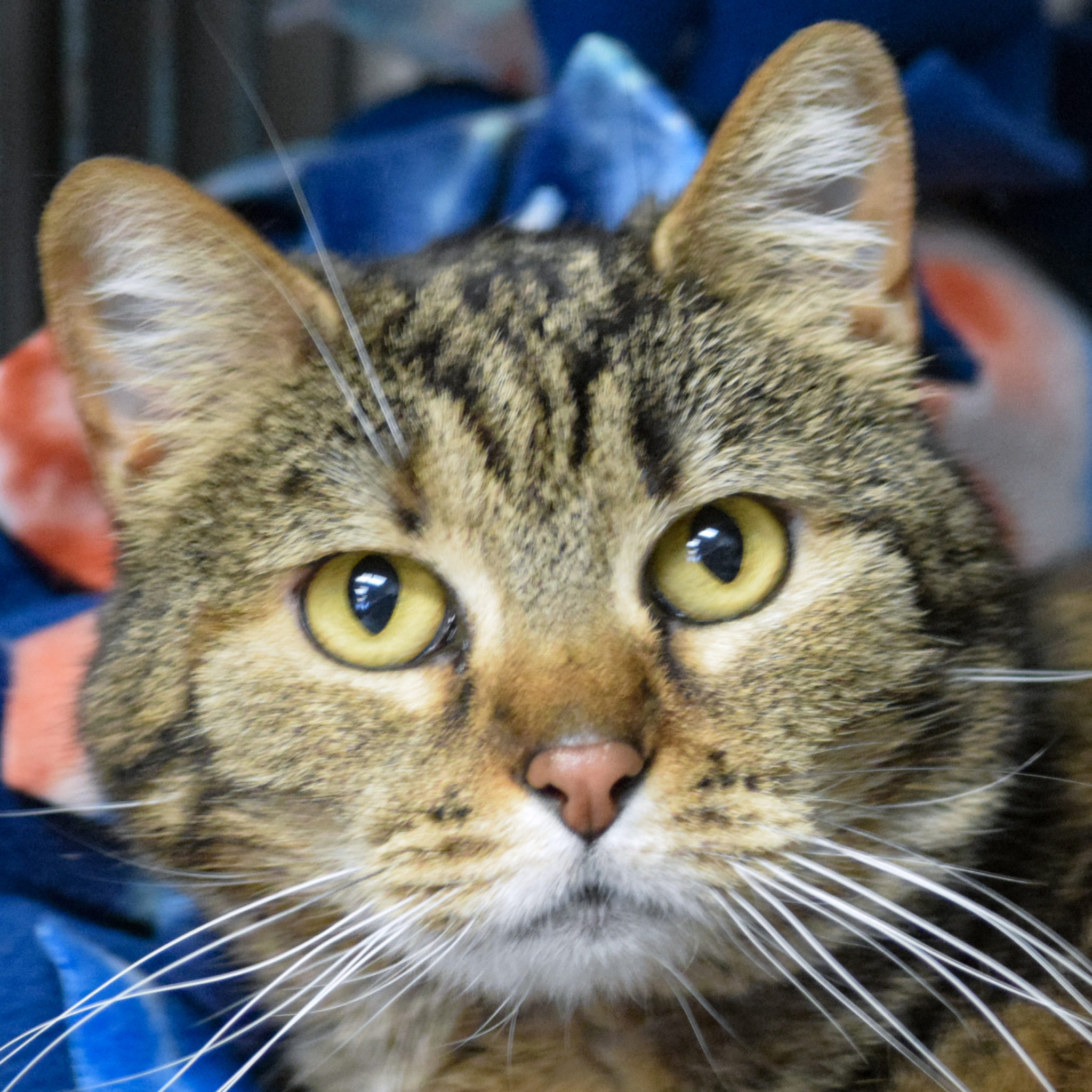 Lucy - Animal House Shelter