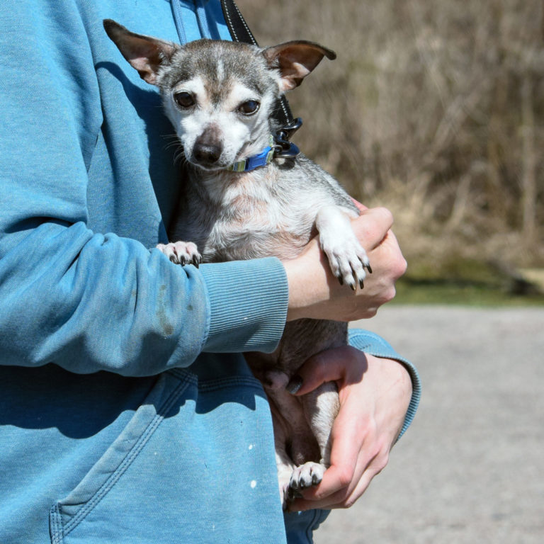 Puck - Animal House Shelter