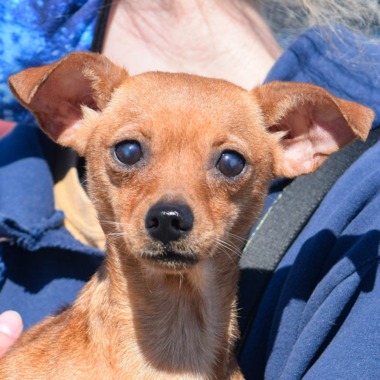 Raleigh - Animal House Shelter