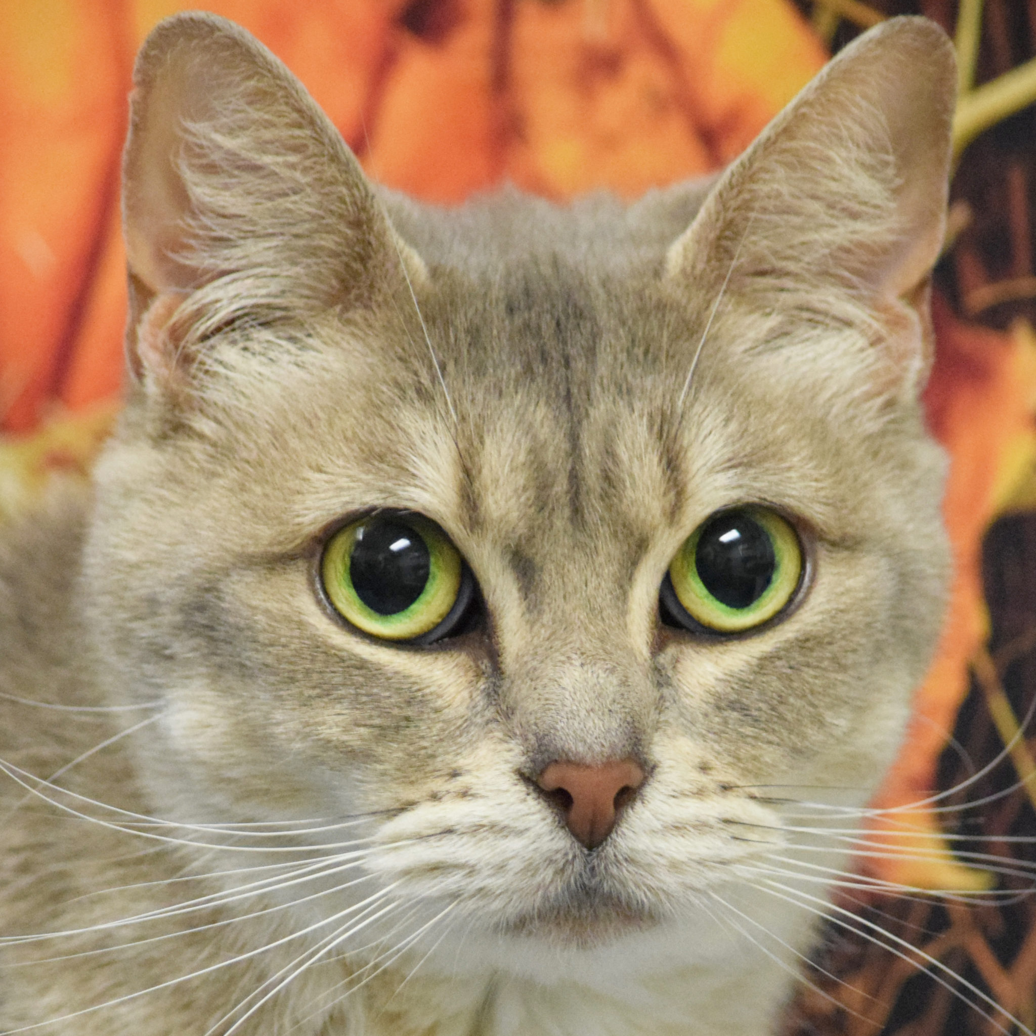 Simone - Animal House Shelter