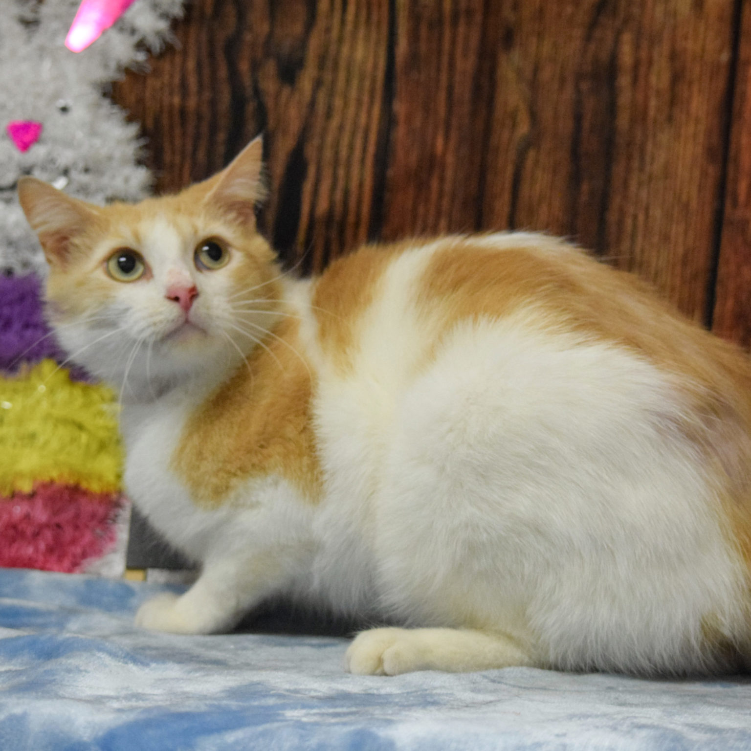 Spazzy - Animal House Shelter