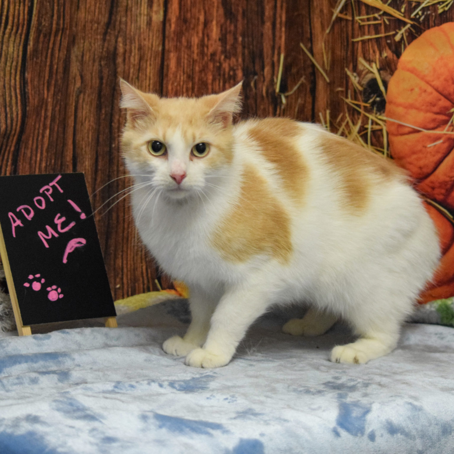 Spazzy - Animal House Shelter