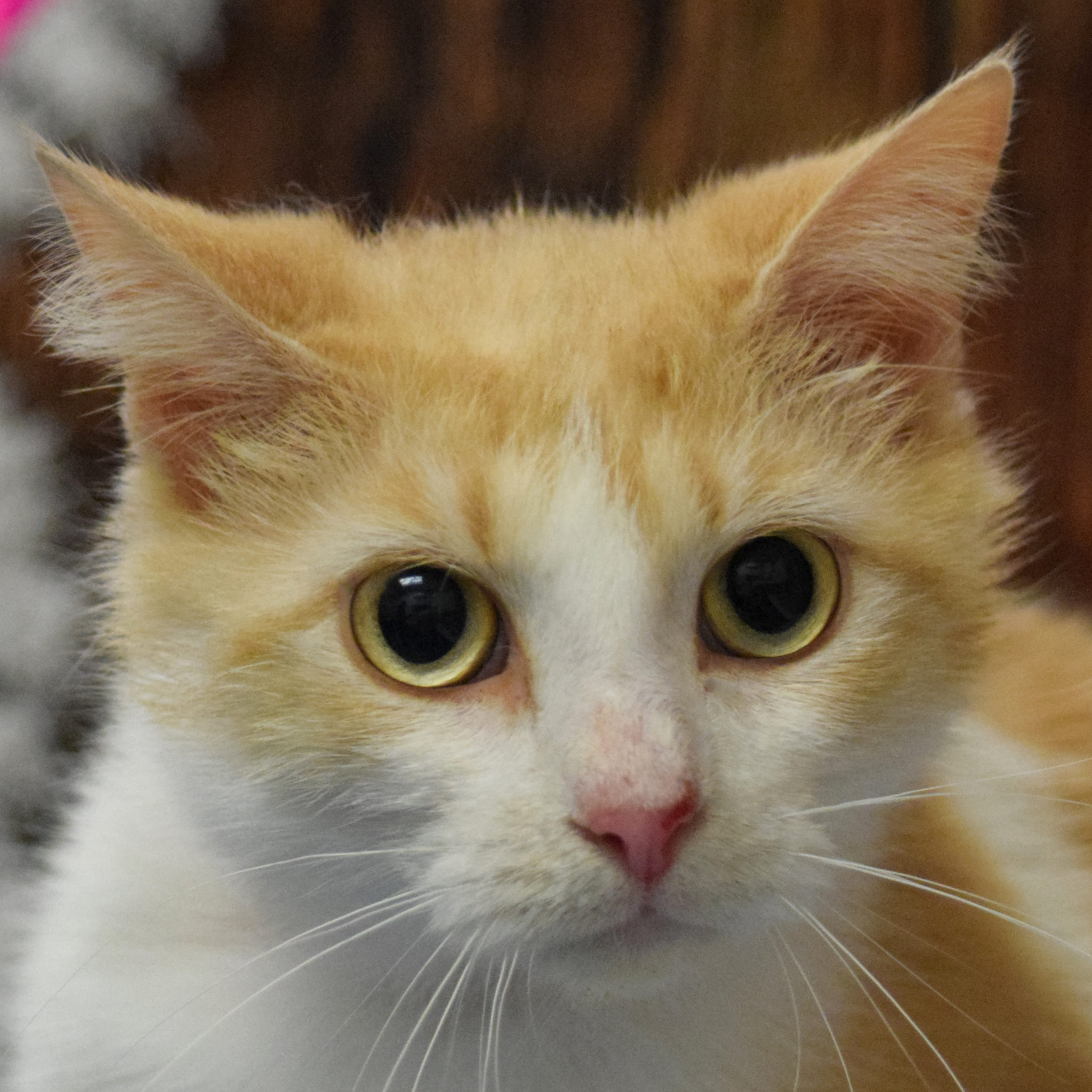 Spazzy - Animal House Shelter