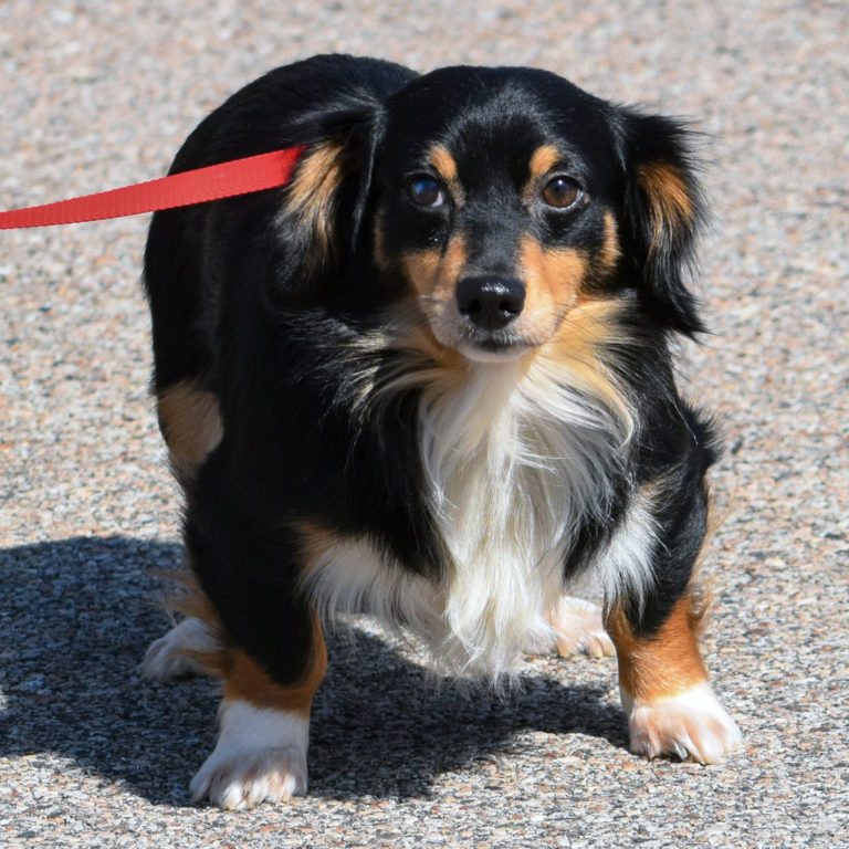 Stewart - Animal House Shelter