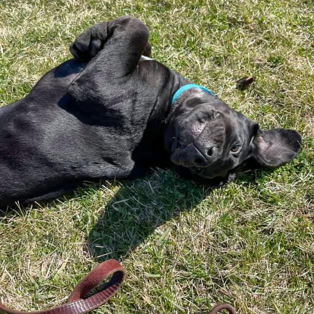 Watson - Animal House Shelter