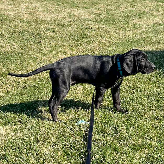 Watson - Animal House Shelter