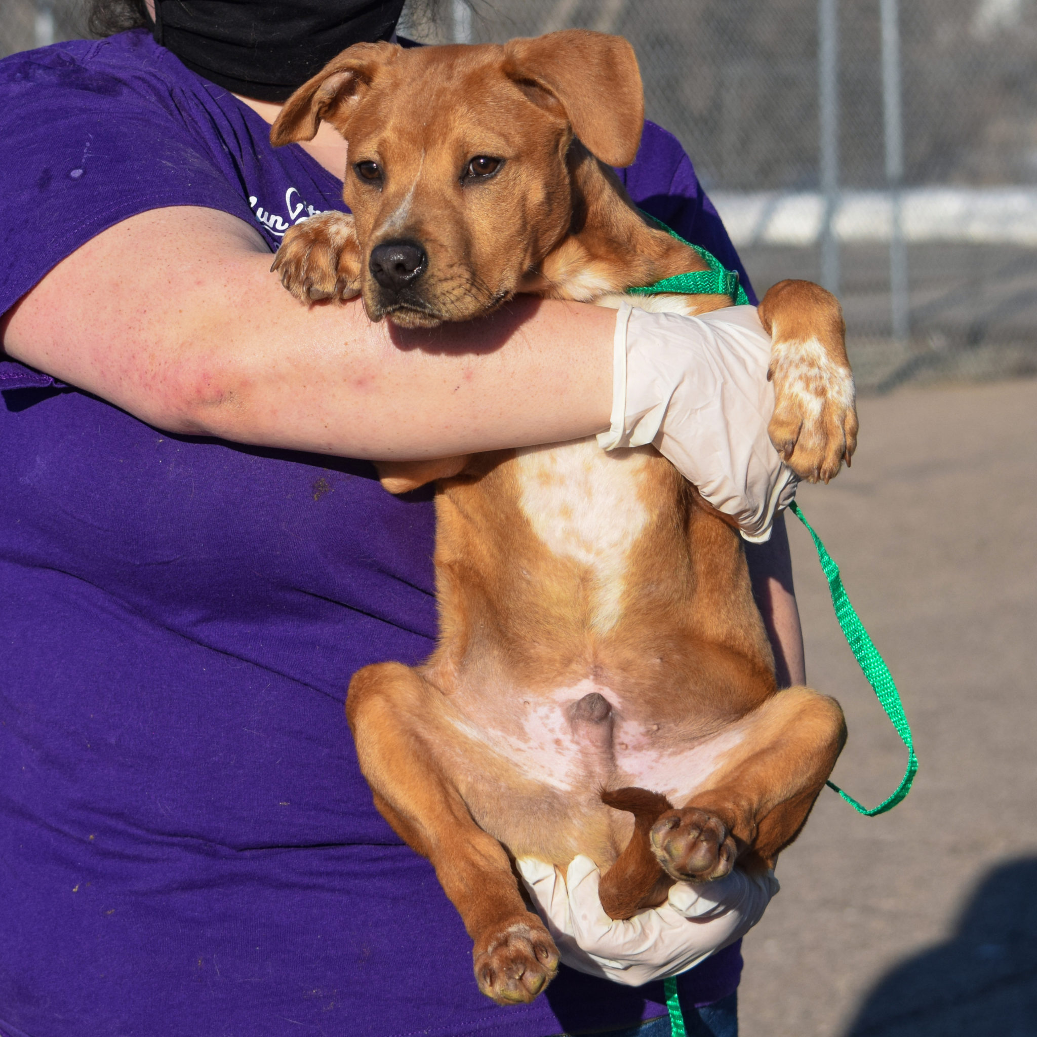 Zane - Animal House Shelter