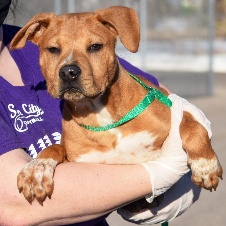 Zane - Animal House Shelter