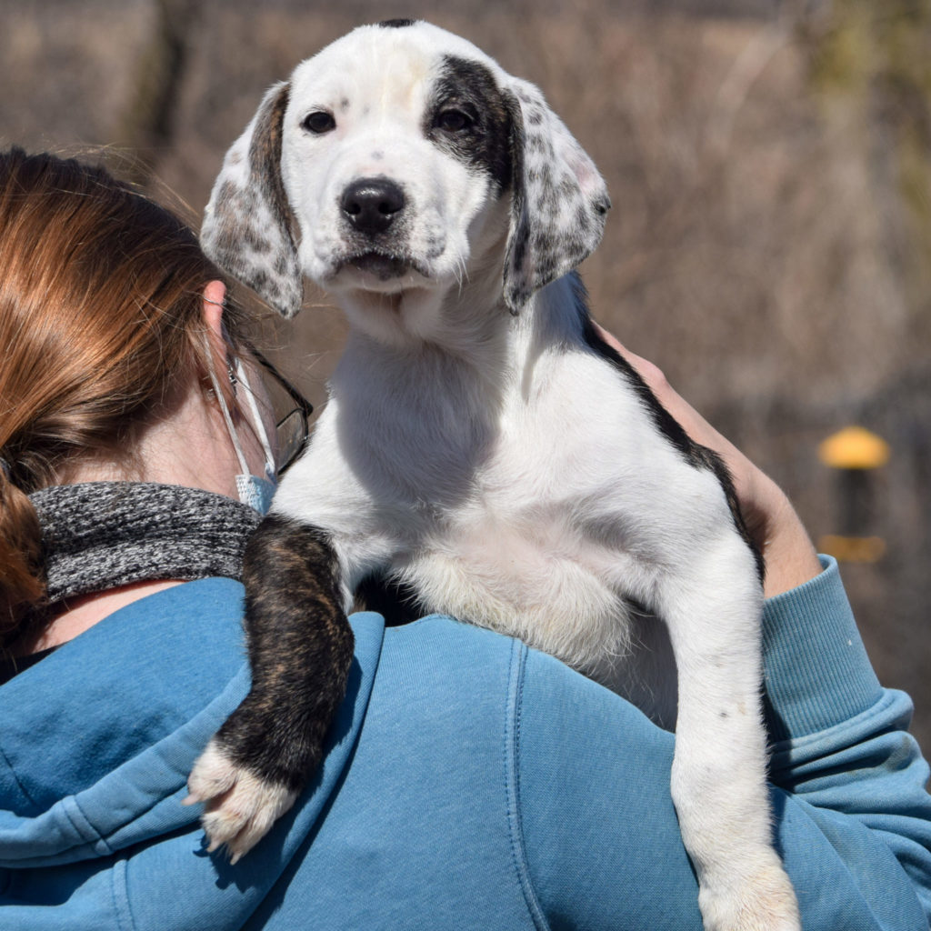 Ajax - Animal House Shelter