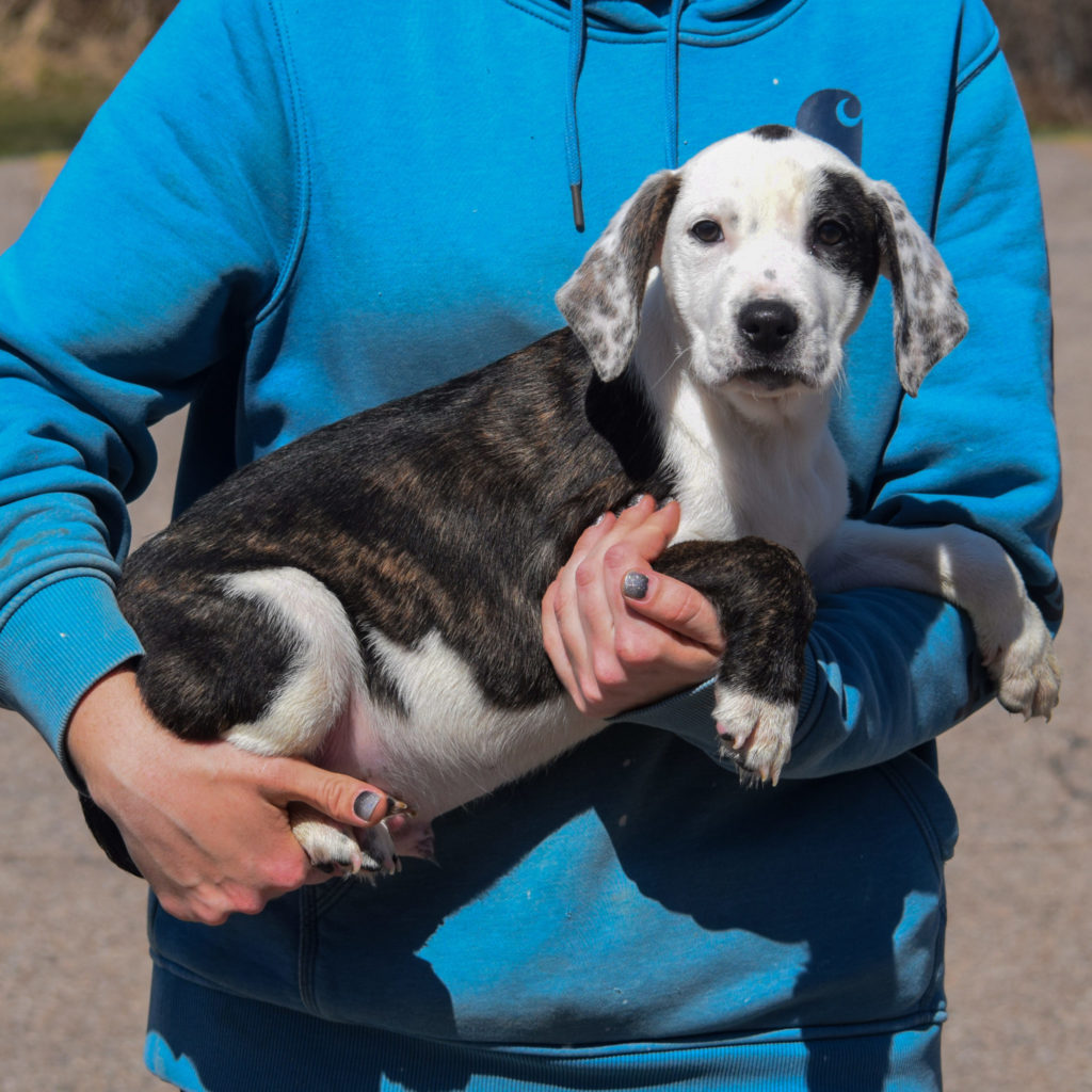 Ajax - Animal House Shelter