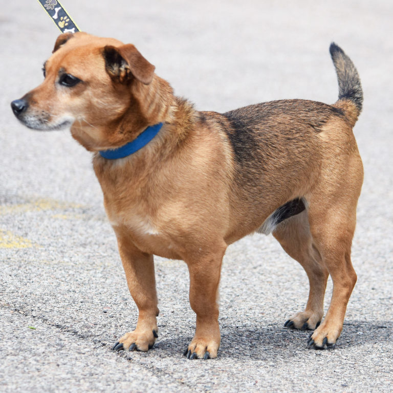 Almond - Animal House Shelter