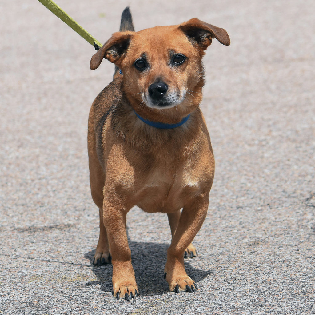 Almond - Animal House Shelter