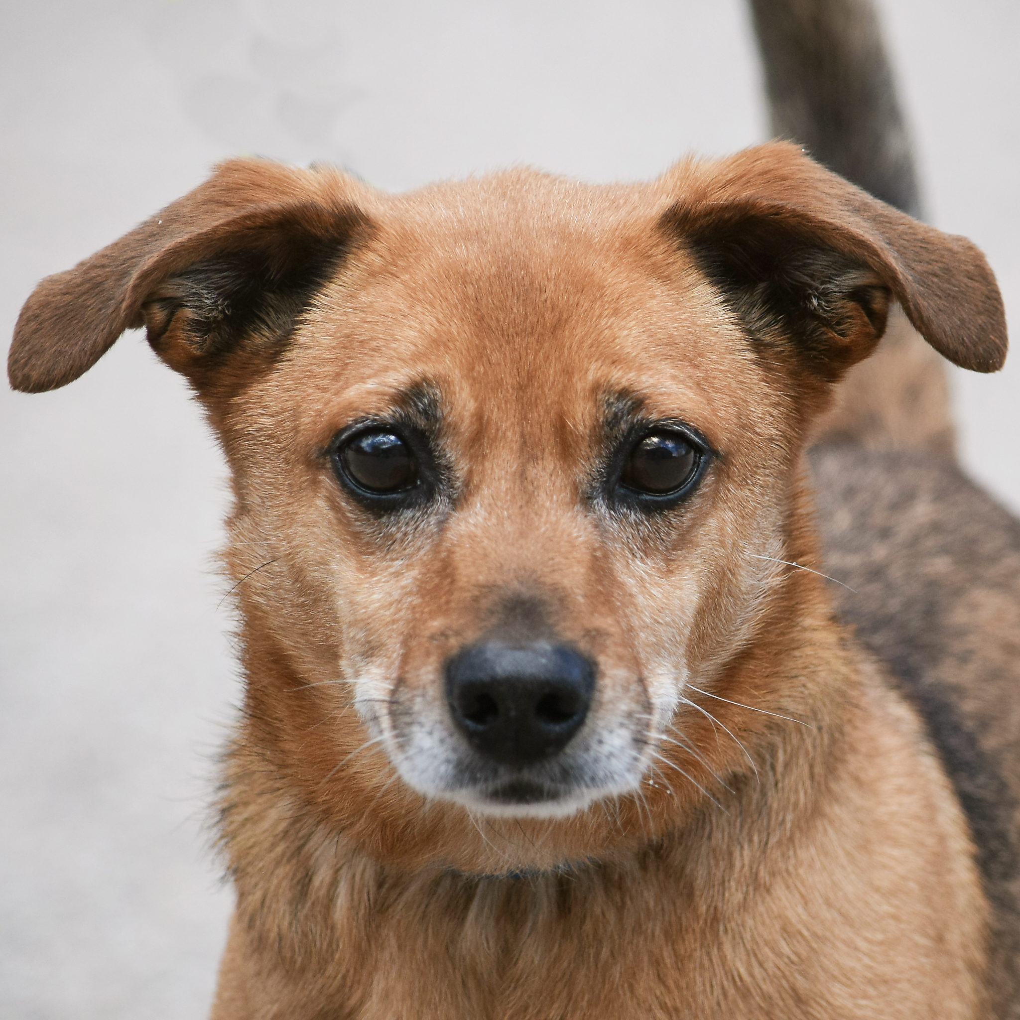 Almond - Animal House Shelter