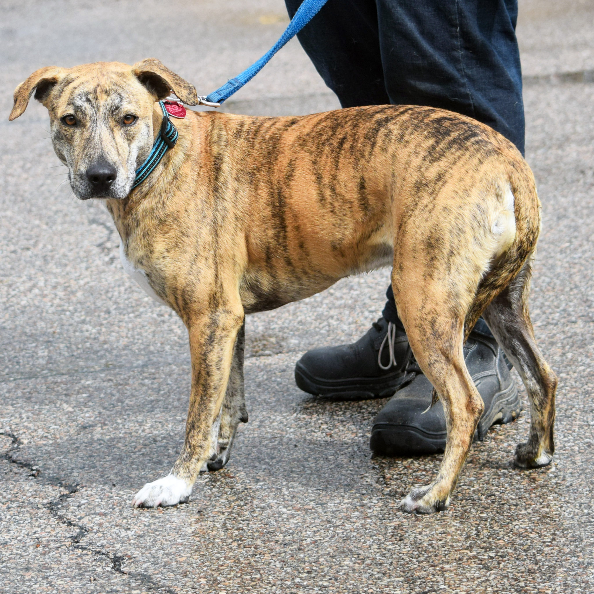 Bindi - Animal House Shelter