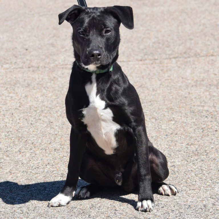 Caddo - Animal House Shelter