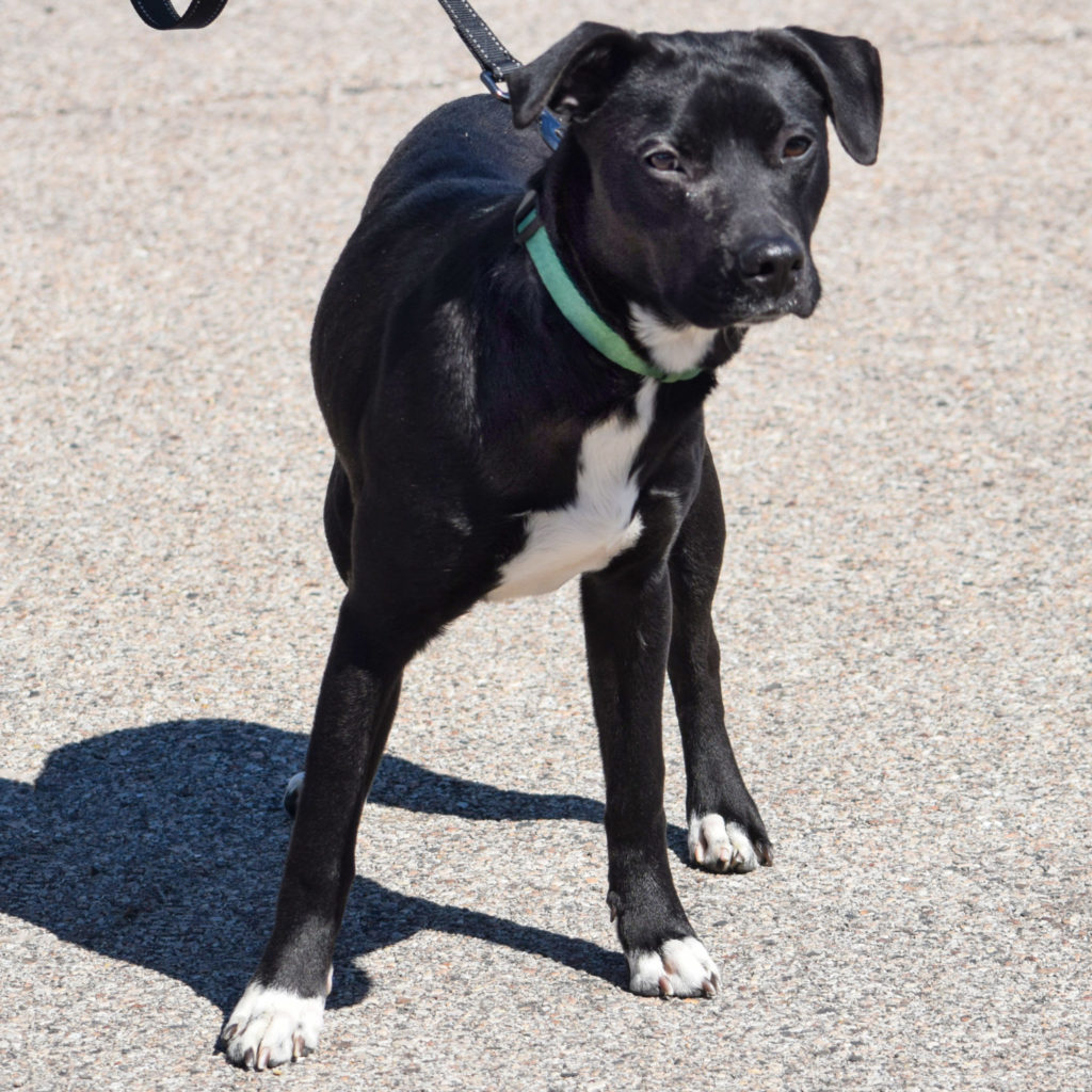 Caddo - Animal House Shelter