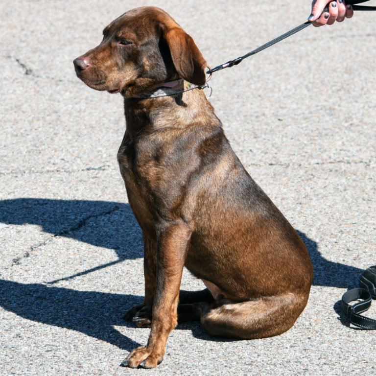 Keri - Animal House Shelter