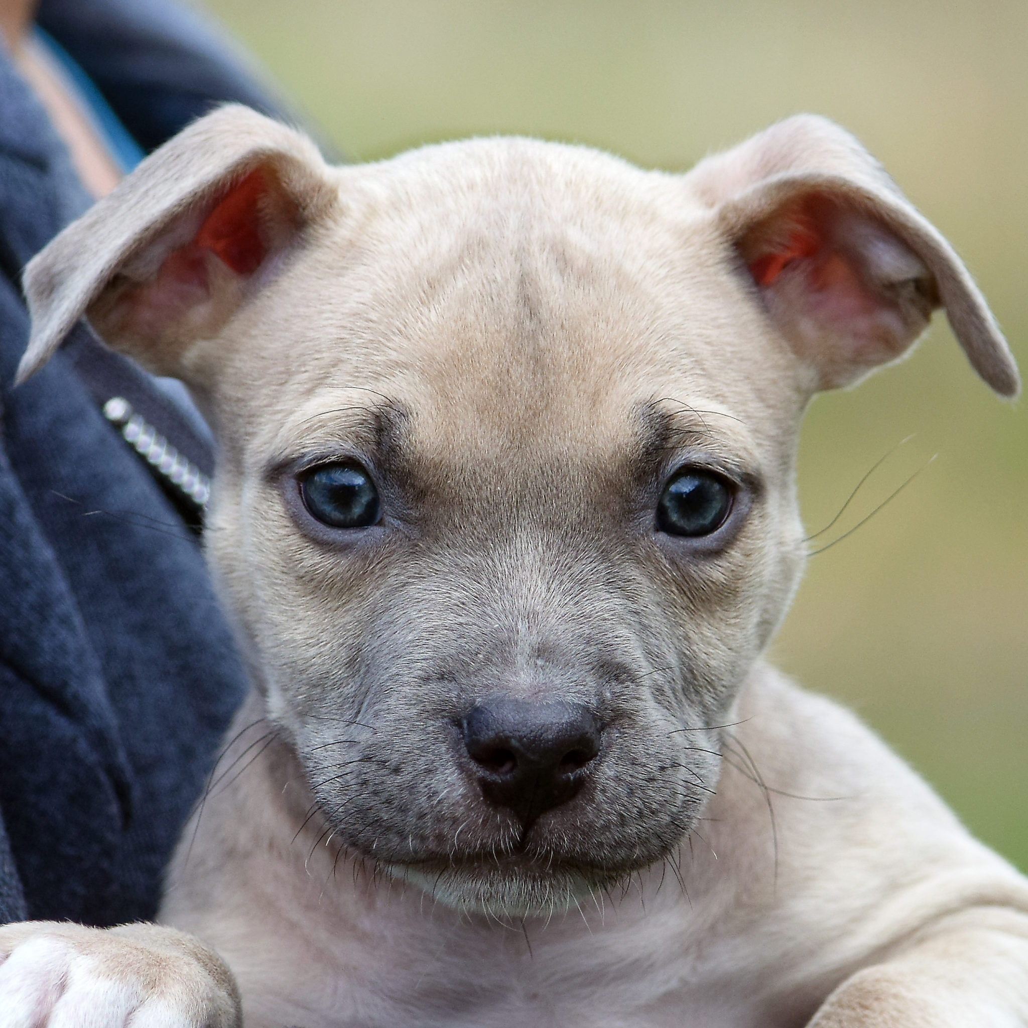 Millie - Animal House Shelter