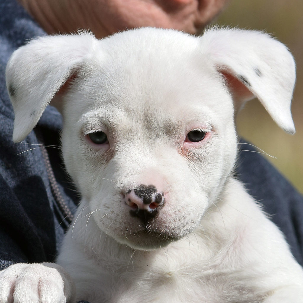 Milo - Animal House Shelter