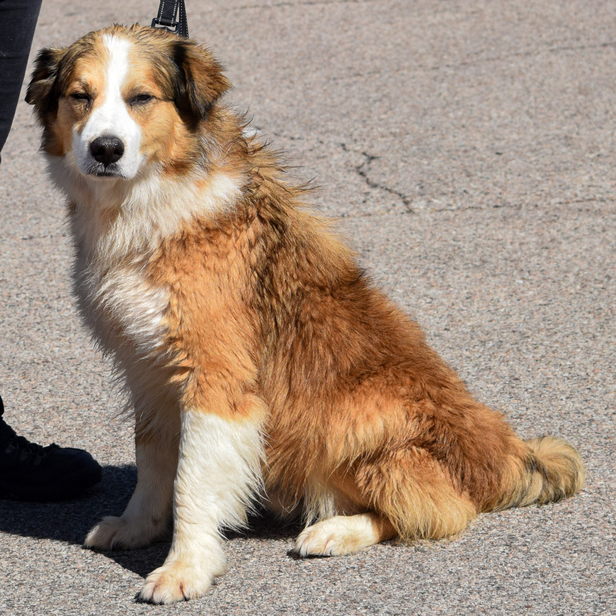 Ozzy - Animal House Shelter