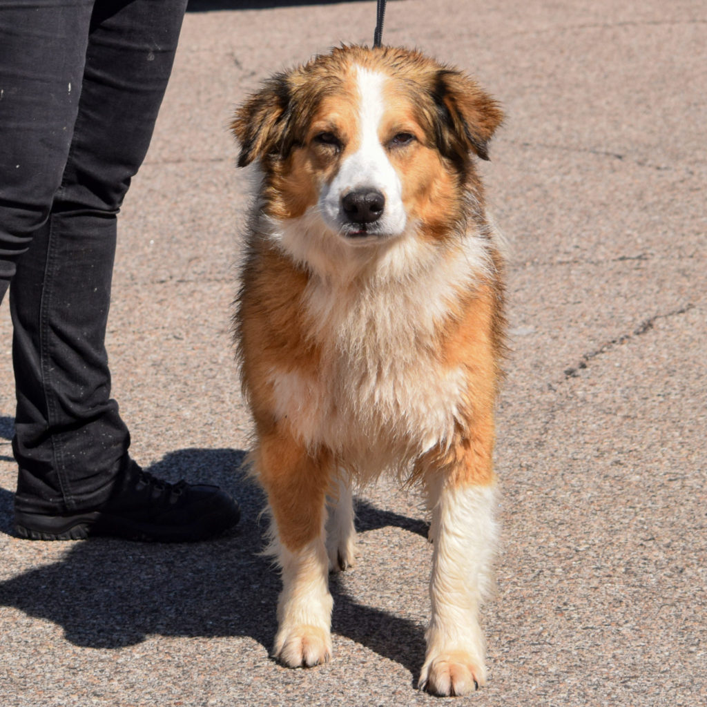 Ozzy - Animal House Shelter