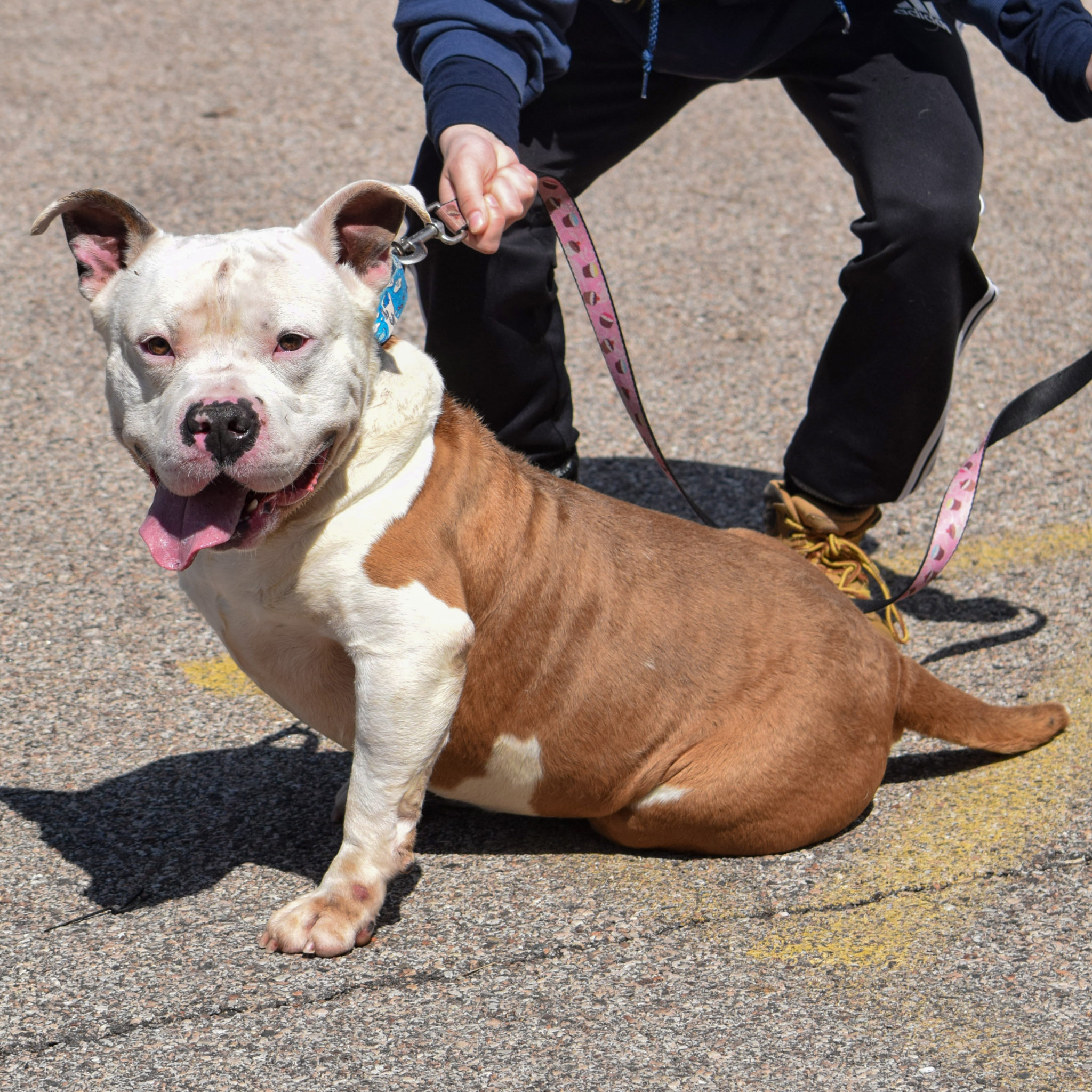 Shane - Animal House Shelter