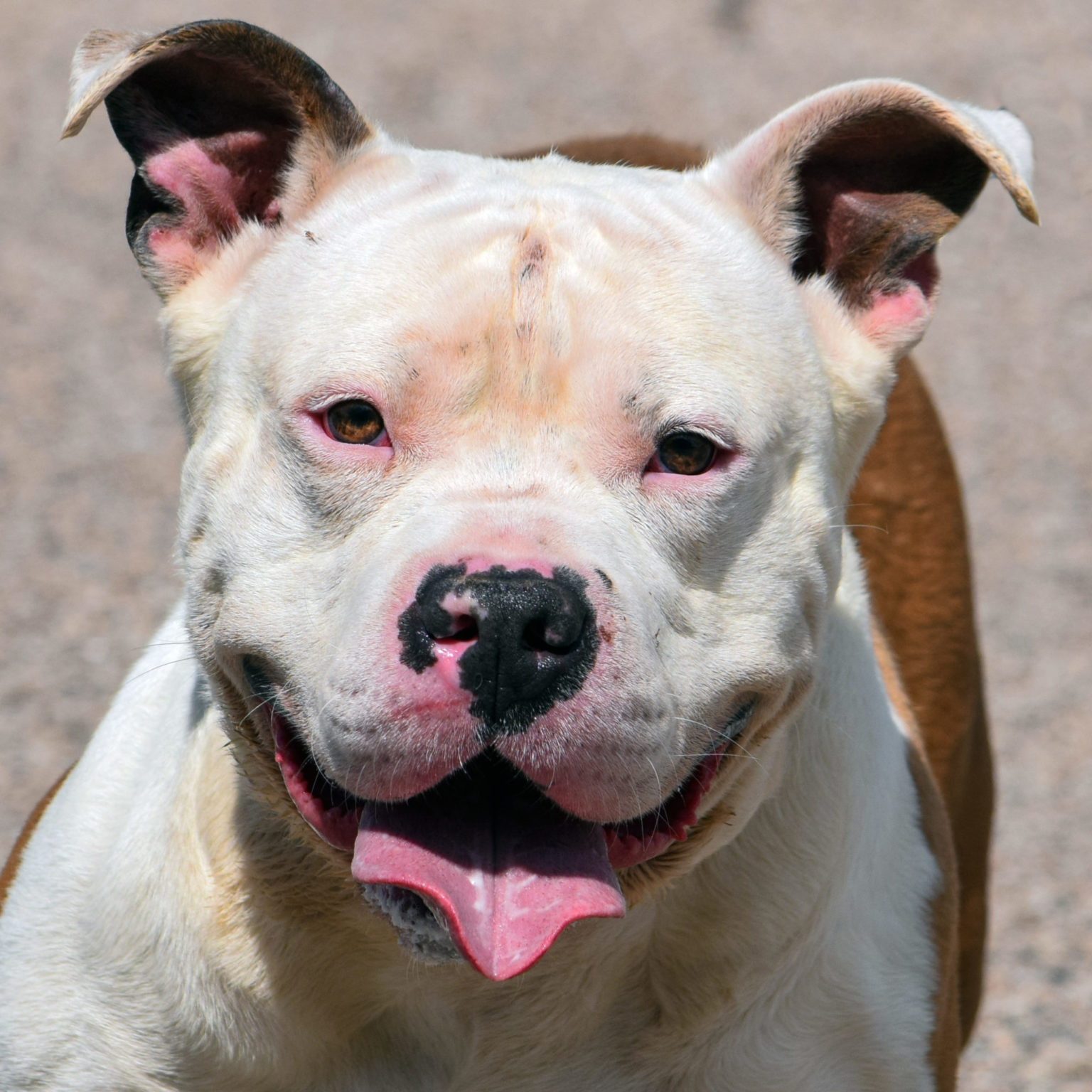 Shane - Animal House Shelter