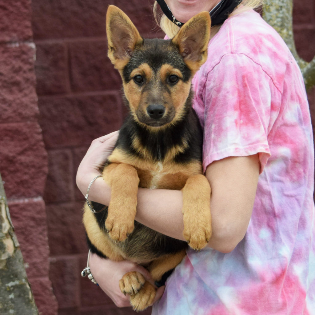 Tango - Animal House Shelter