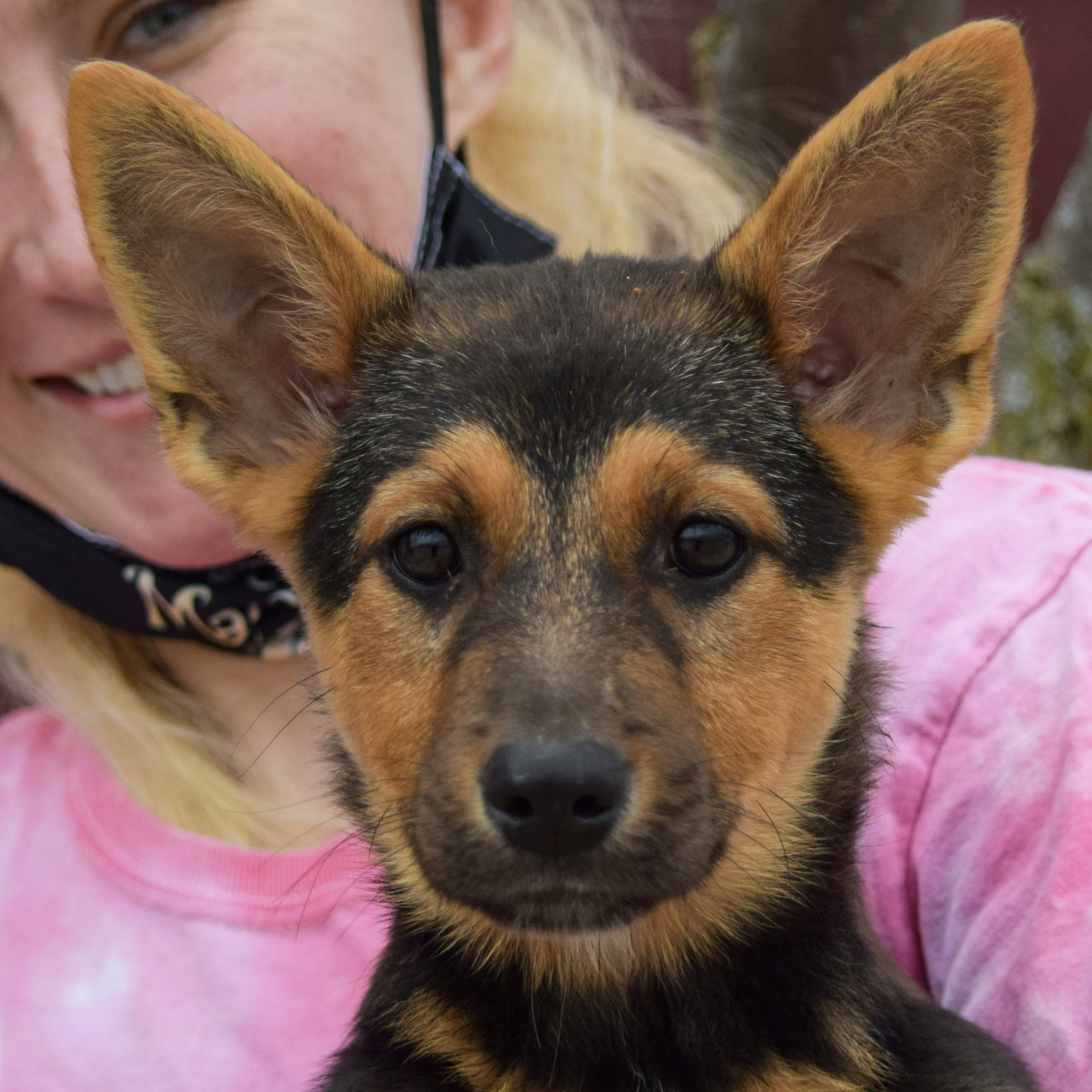 Tango - Animal House Shelter