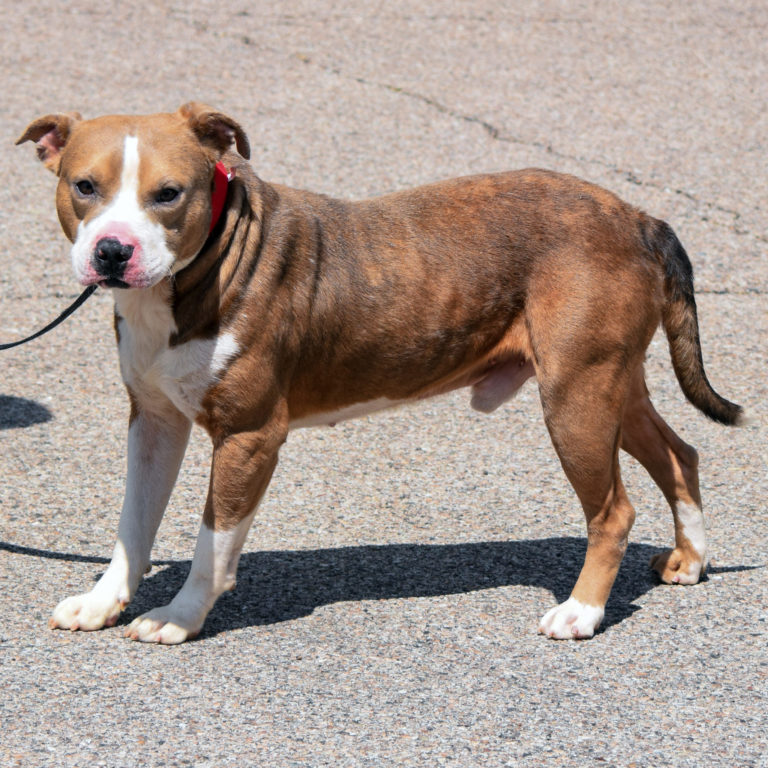 Chip - Animal House Shelter