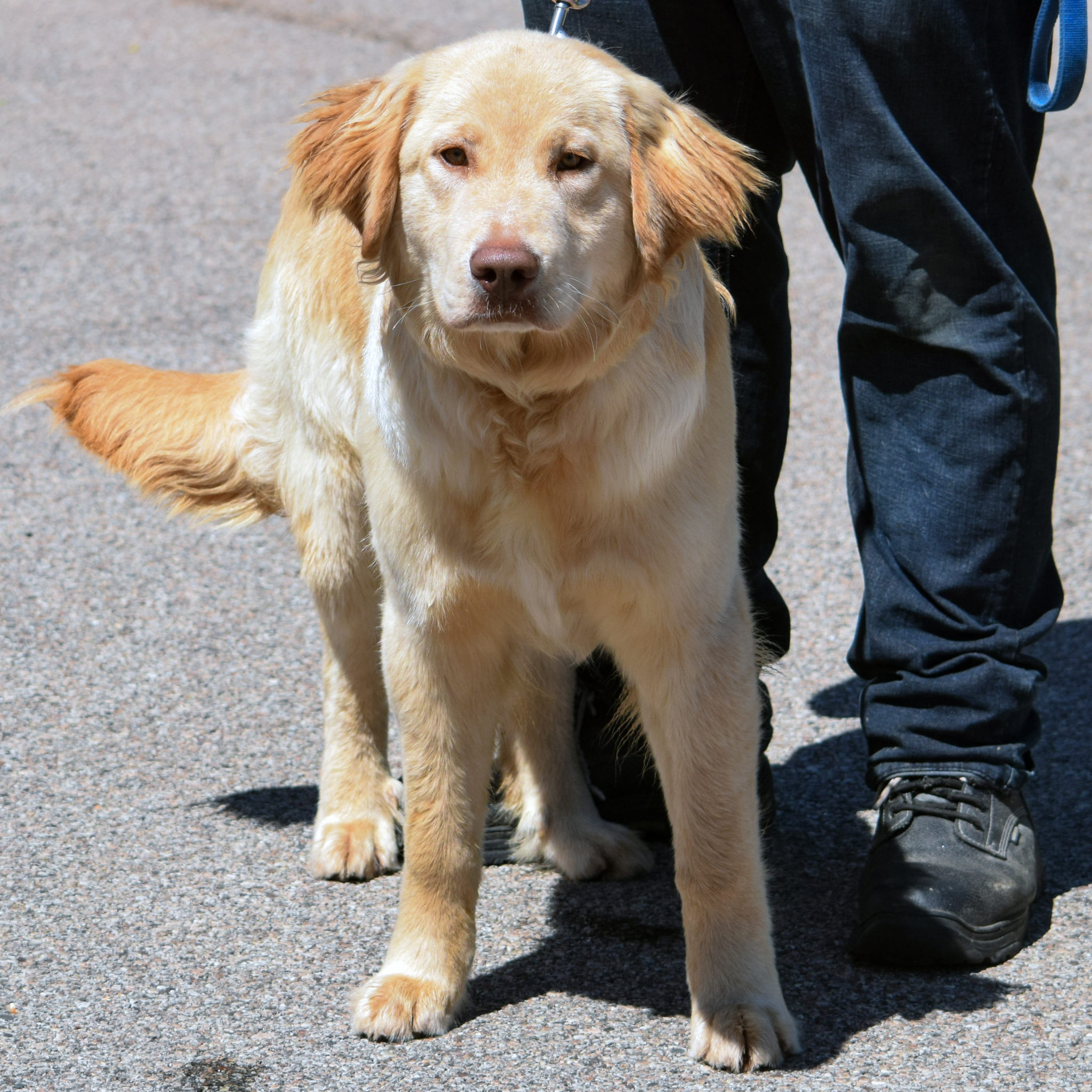 Garth - Animal House Shelter