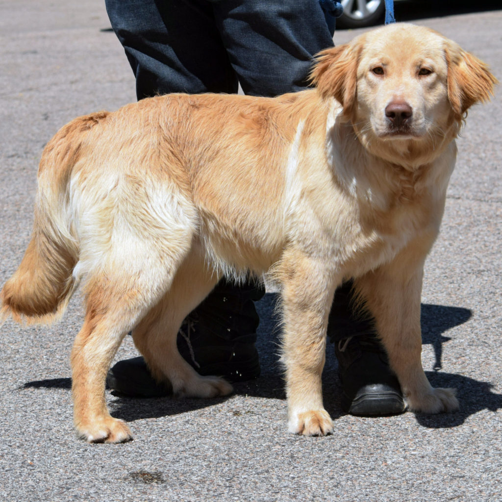 Garth - Animal House Shelter