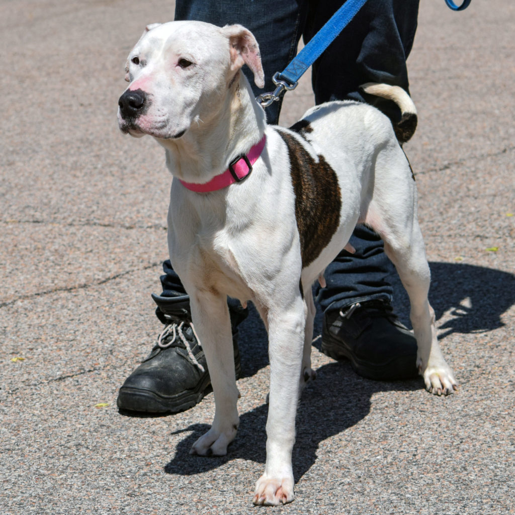 Kama - Animal House Shelter