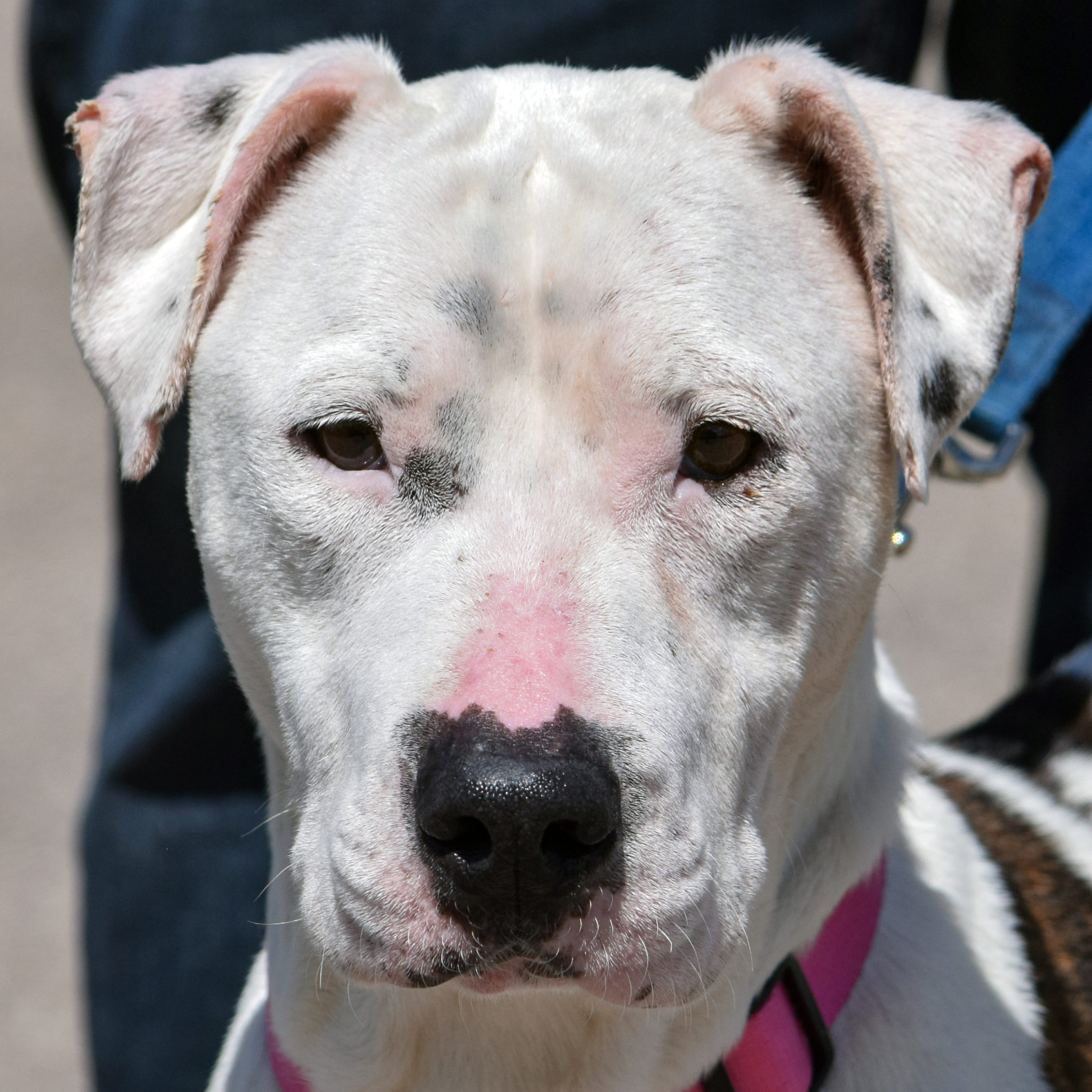 Kama - Animal House Shelter