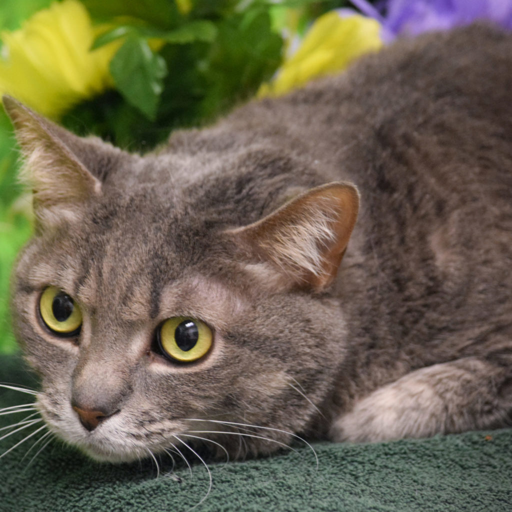 Patricia - Animal House Shelter