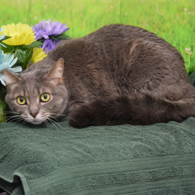 Patricia - Animal House Shelter