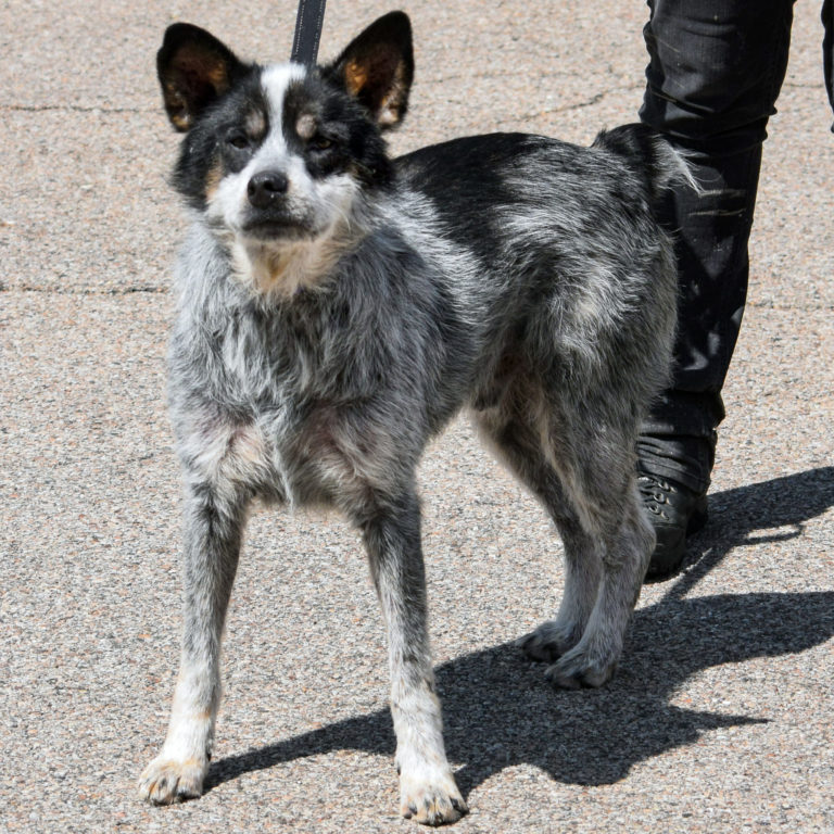 Richochet - Animal House Shelter