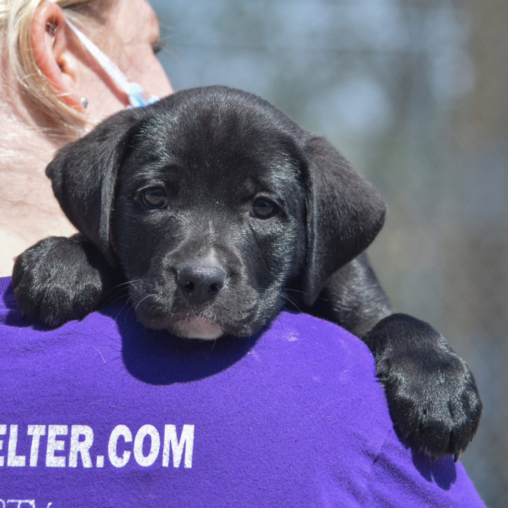 Rolo - Animal House Shelter