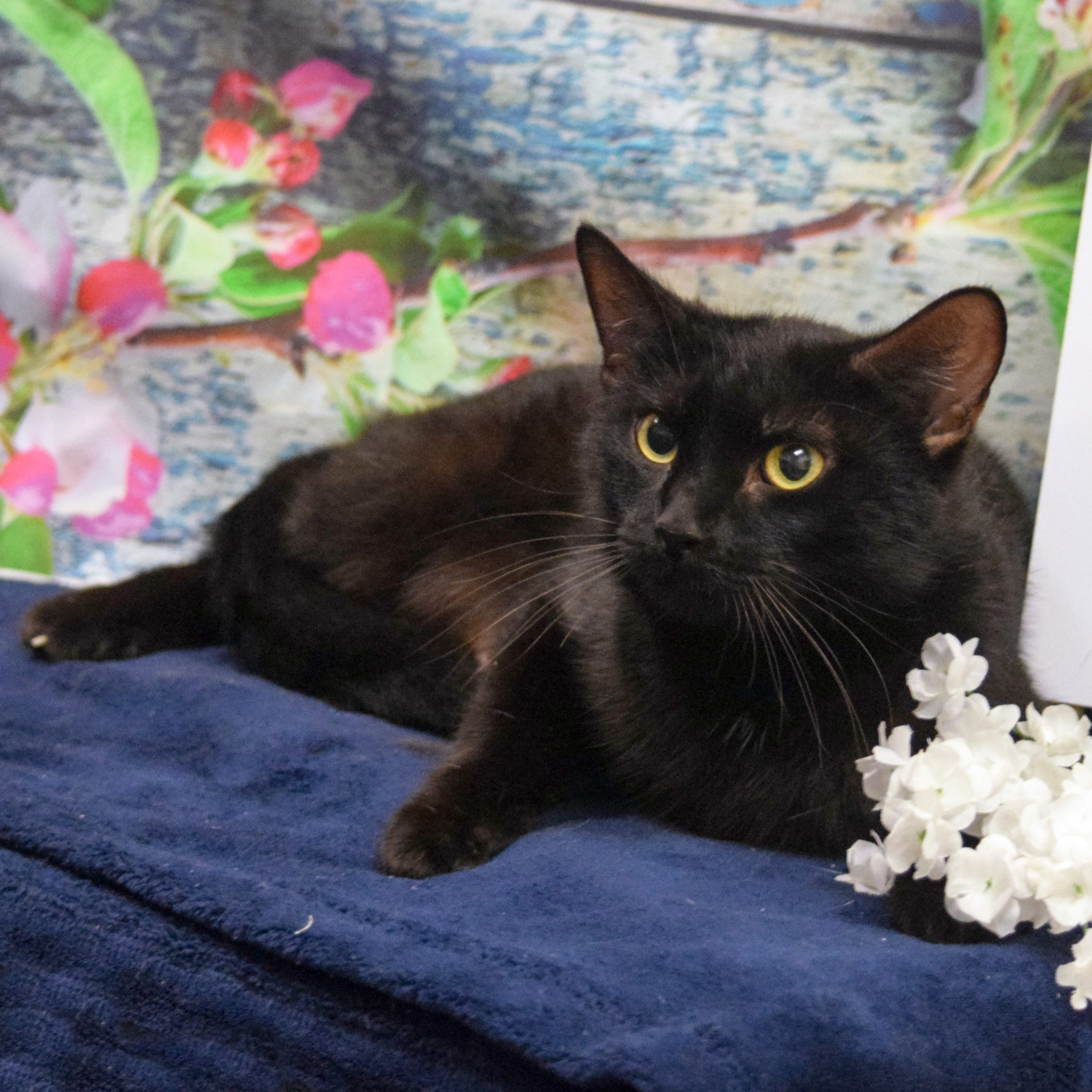 Shelly - Animal House Shelter