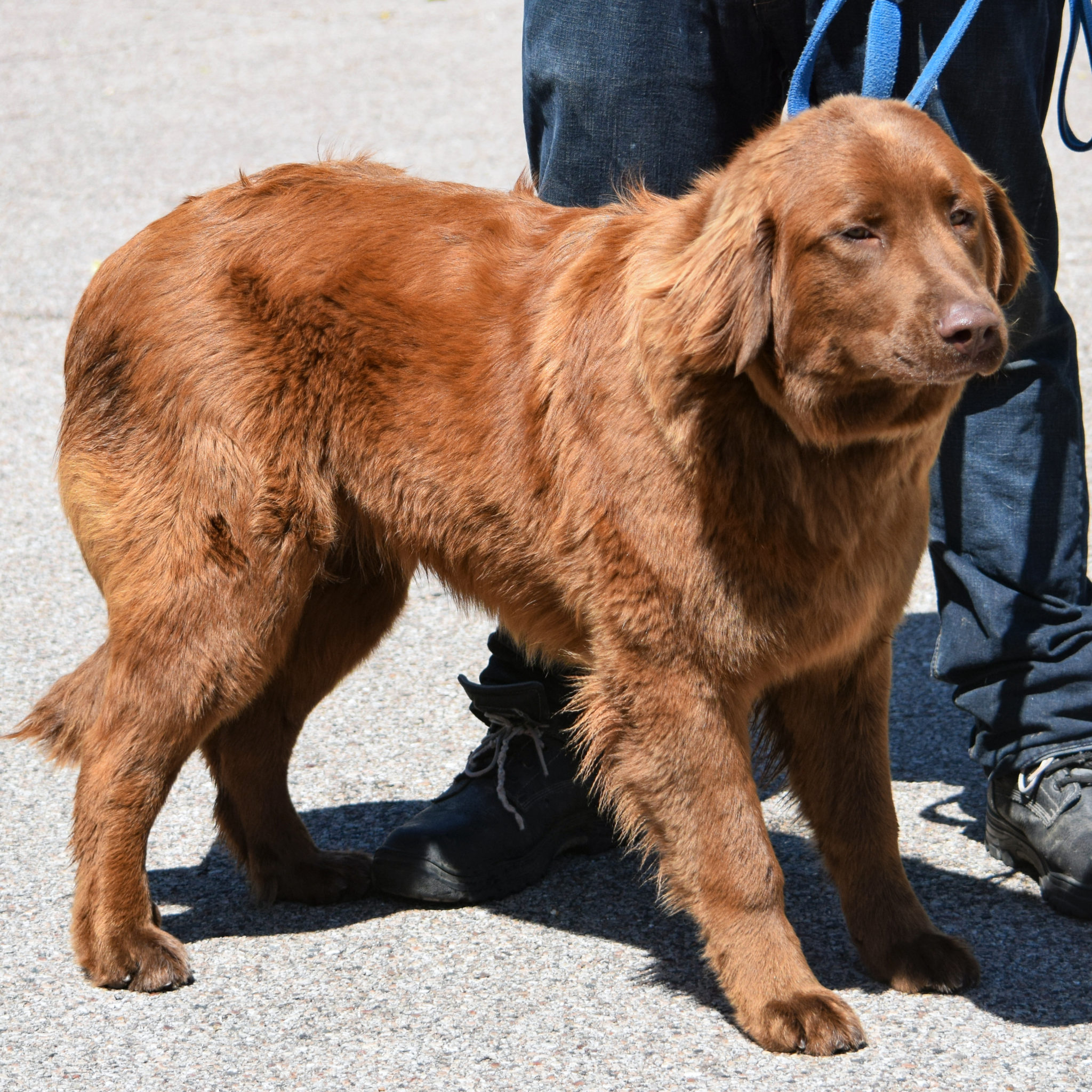 Wayne - Animal House Shelter