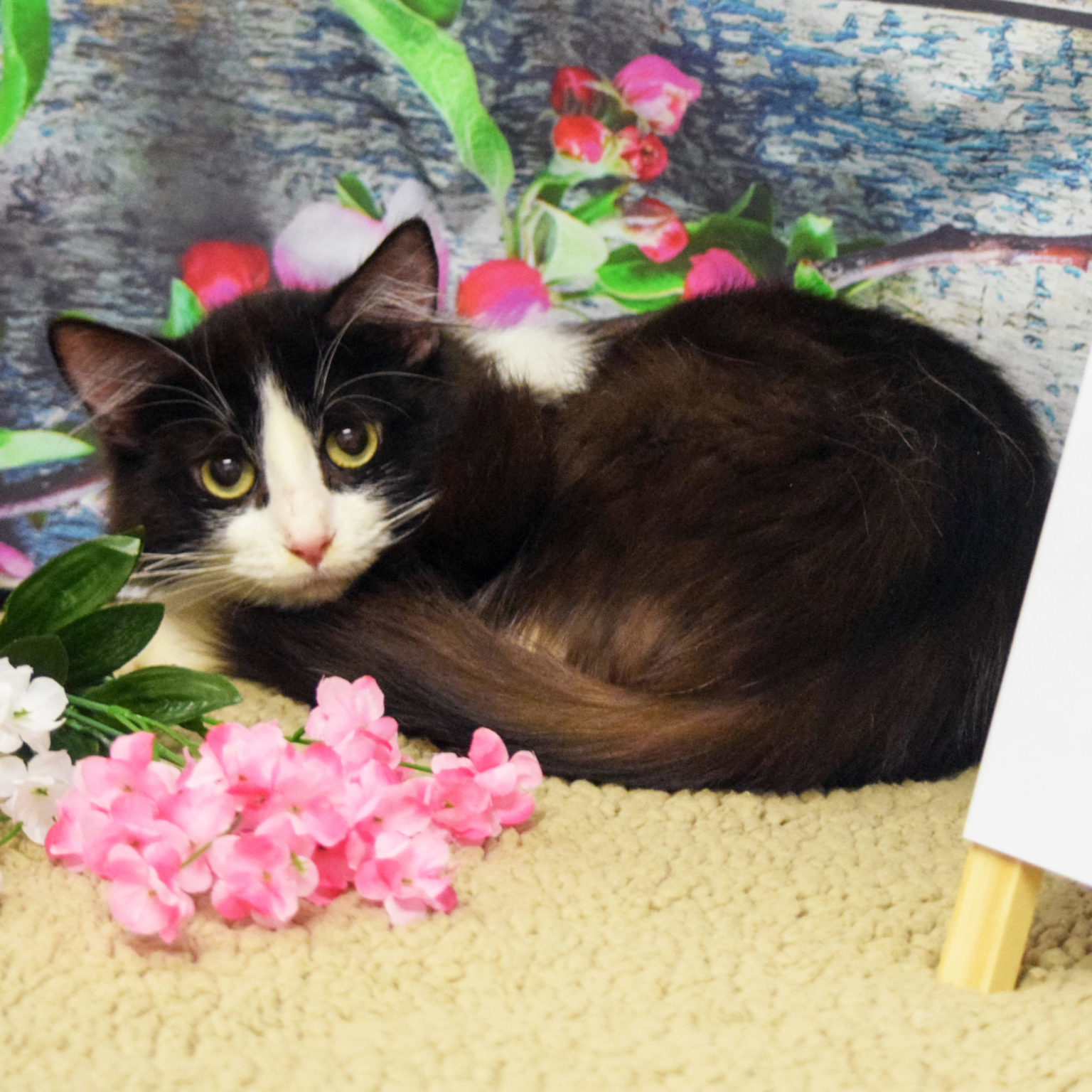 Yen - Animal House Shelter