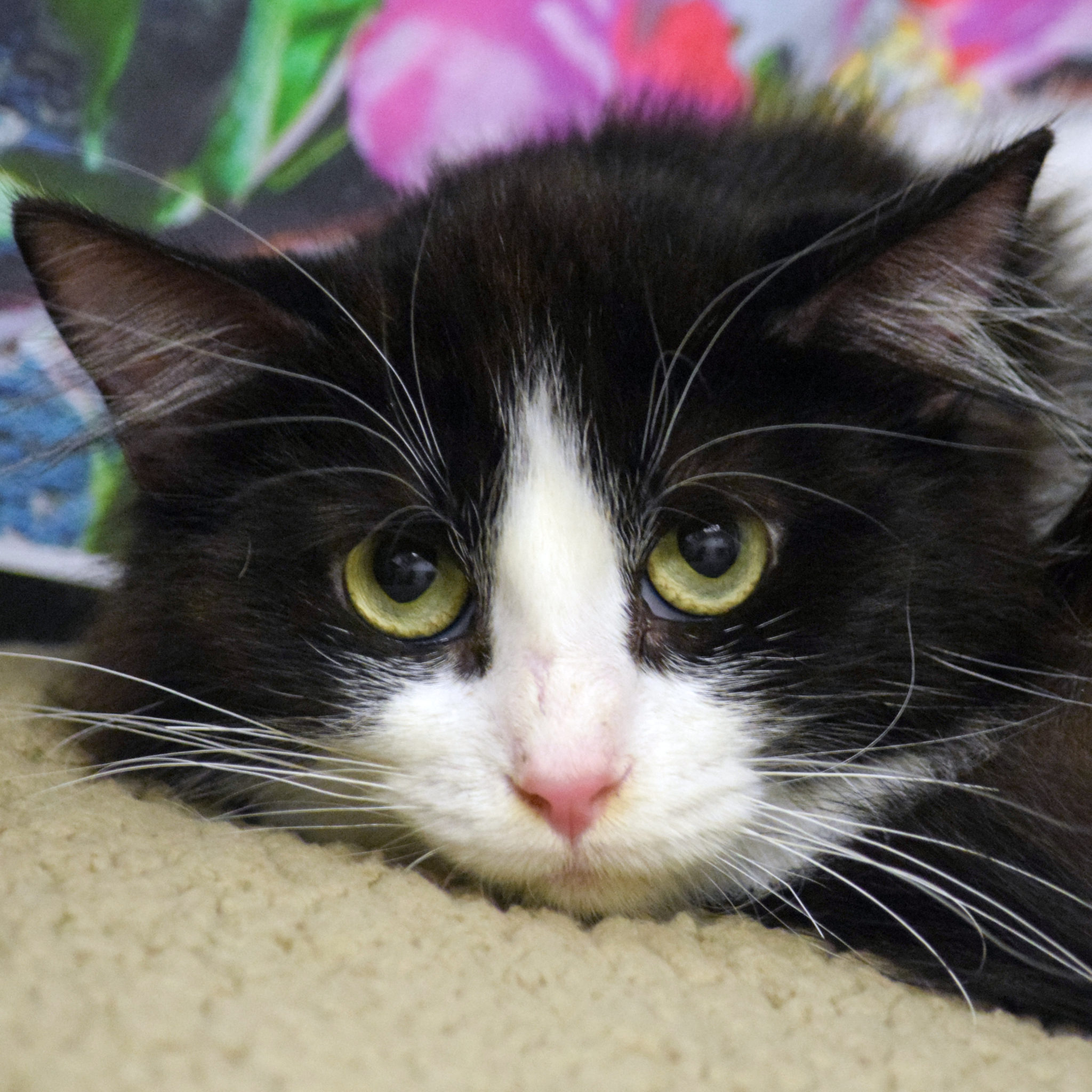 Yen - Animal House Shelter