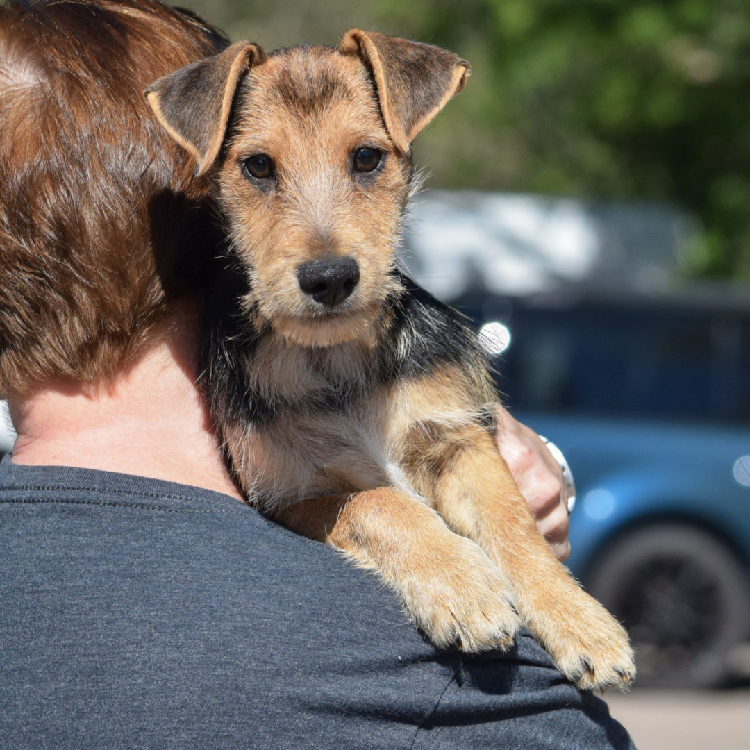 Albo - Animal House Shelter