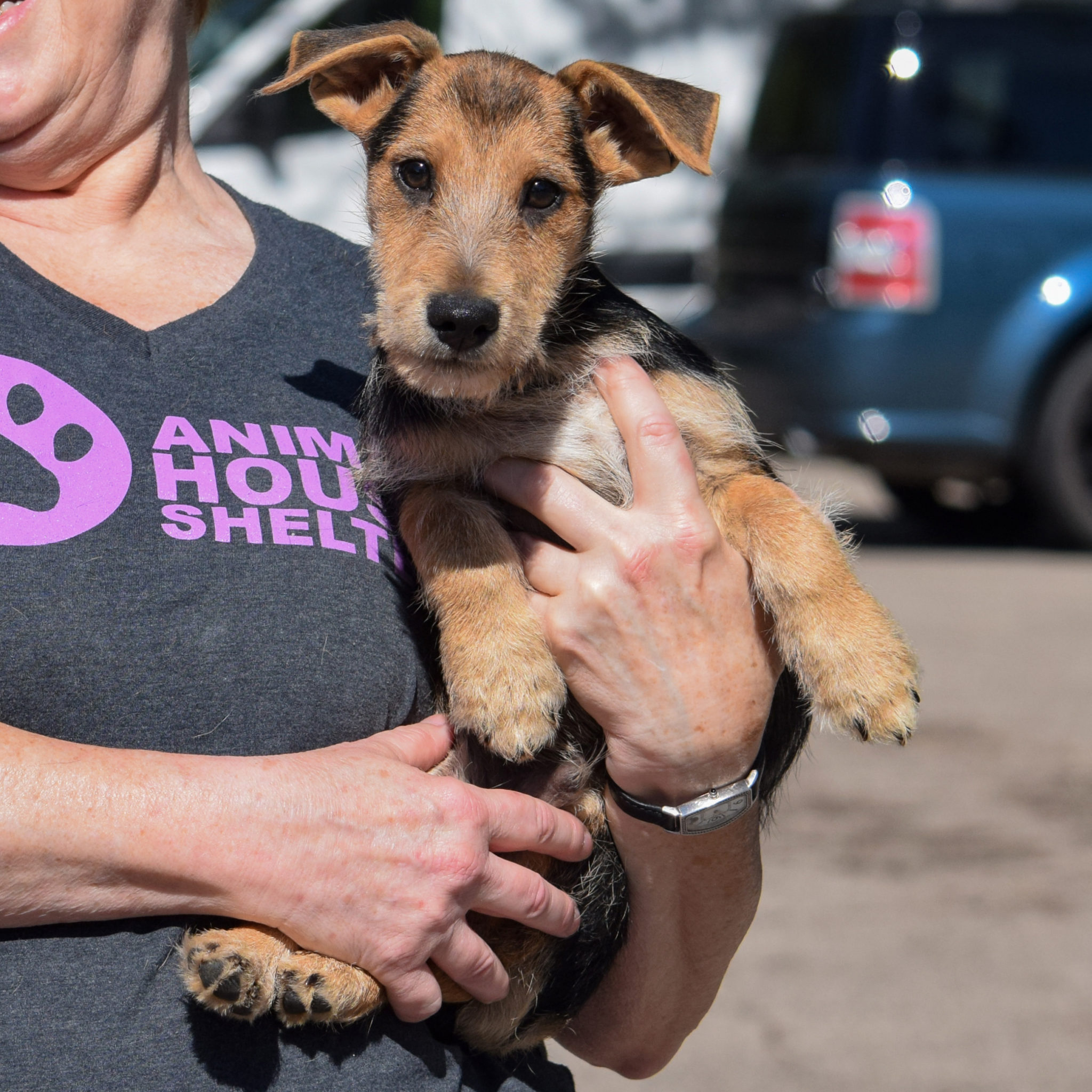 Albo - Animal House Shelter